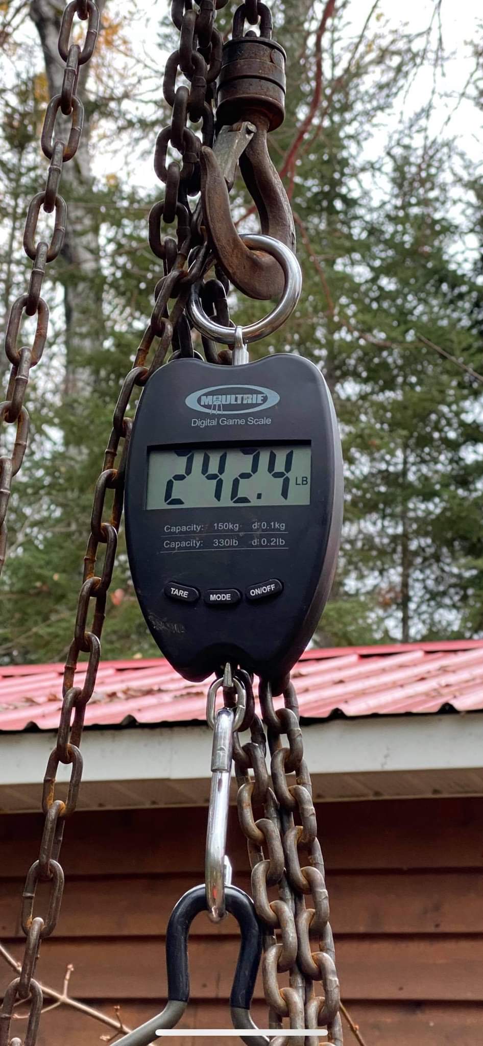 Chevreuil - Club Chasse et Peches de Haute-Aboujagane